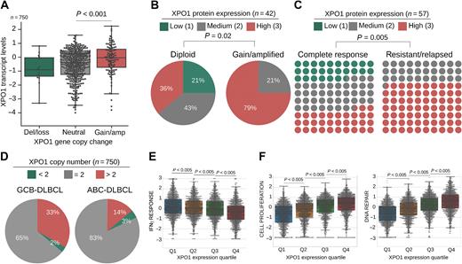 XPO1 Enables Adaptive Regulation of mRNA Export Required for Genotoxic ...