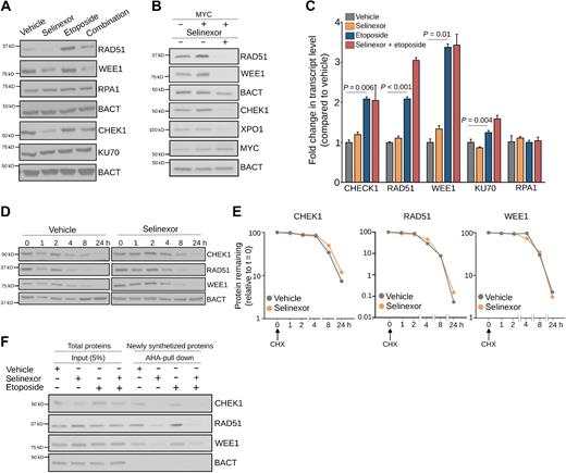 XPO1 Enables Adaptive Regulation of mRNA Export Required for Genotoxic ...