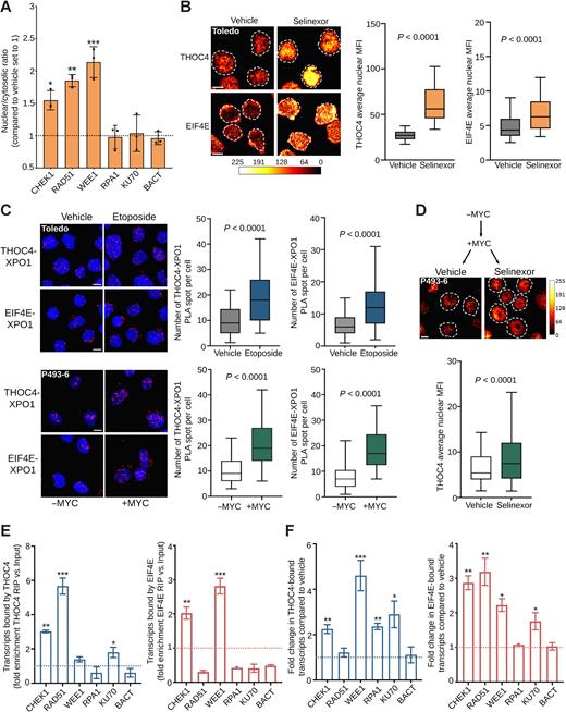 XPO1 Enables Adaptive Regulation of mRNA Export Required for Genotoxic ...