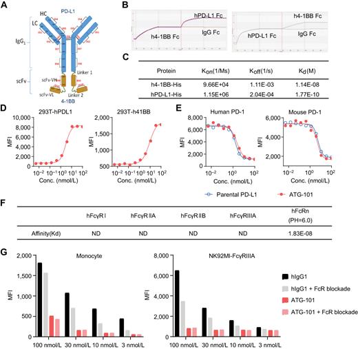 ATG-101 Is a Tetravalent PD-L1×4-1BB Bispecific Antibody That ...