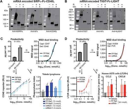 Lipid-Encapsulated mRNAs Encoding Complex Fusion Proteins Potentiate ...