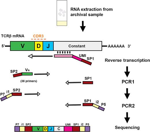 FUME-TCRseq Enables Sensitive and Accurate Sequencing of the T-cell ...