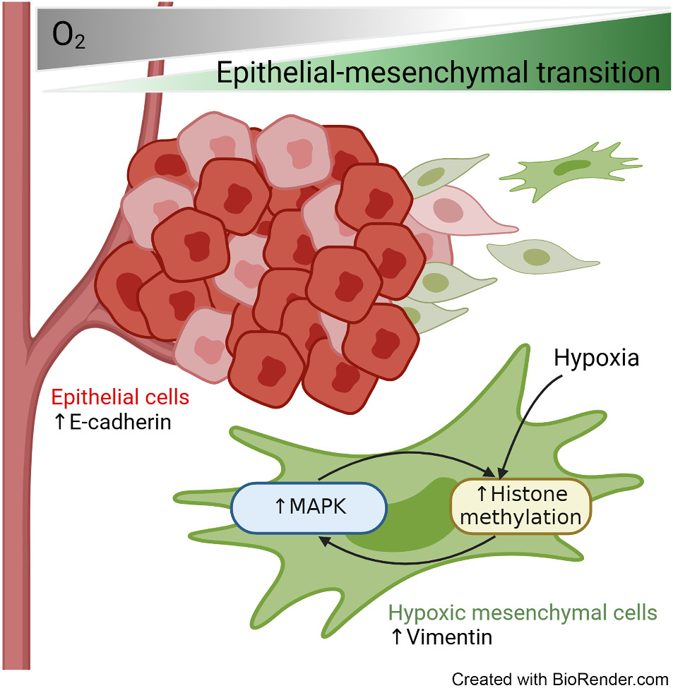 A Histone Methylation–MAPK Signaling Axis Drives Durable Epithelial ...