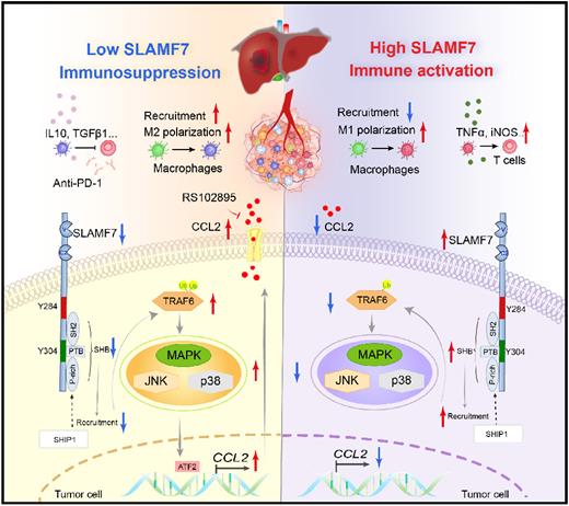 Repolarization of Immunosuppressive Macrophages by Targeting SLAMF7 ...