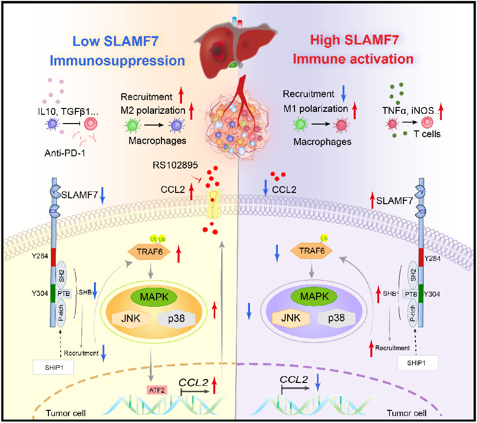 Repolarization of Immunosuppressive Macrophages by Targeting SLAMF7-Regulated CCL2 Signaling ...