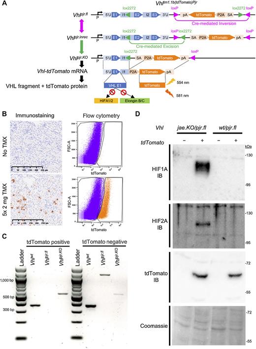Oncogenic Cell Tagging and Single-Cell Transcriptomics Reveal Cell Type ...