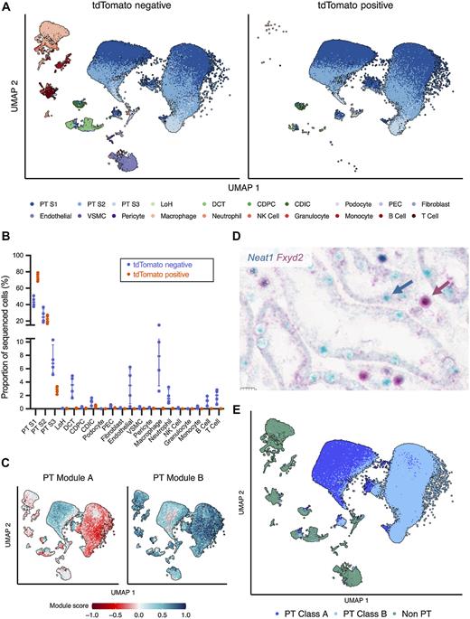 Oncogenic Cell Tagging and Single-Cell Transcriptomics Reveal Cell Type ...