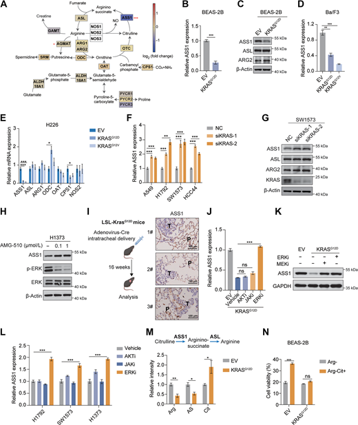 Oncogenic KRAS Induces Arginine Auxotrophy and Confers a Therapeutic ...