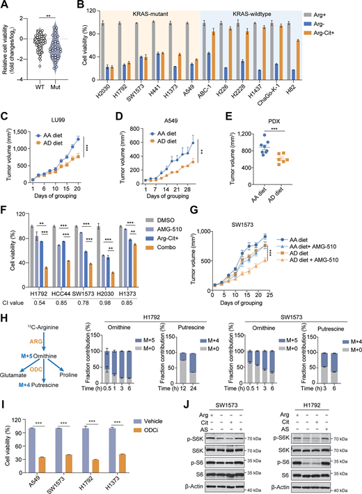 Oncogenic KRAS Induces Arginine Auxotrophy and Confers a Therapeutic ...
