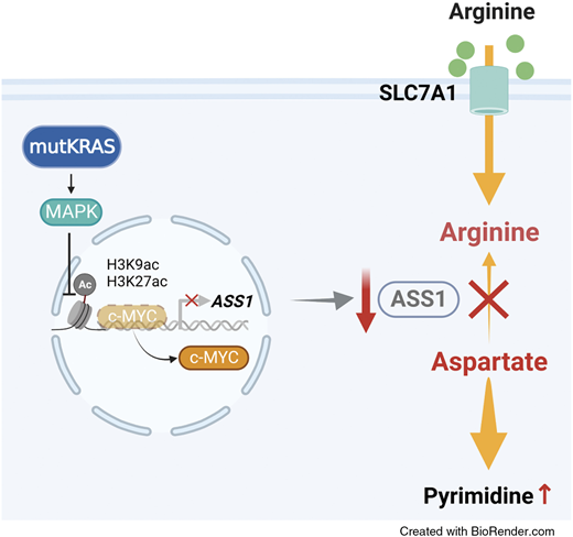 Oncogenic KRAS Induces Arginine Auxotrophy and Confers a Therapeutic ...