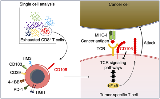 CD106 in Tumor-Specific Exhausted CD8+ T Cells Mediates ...