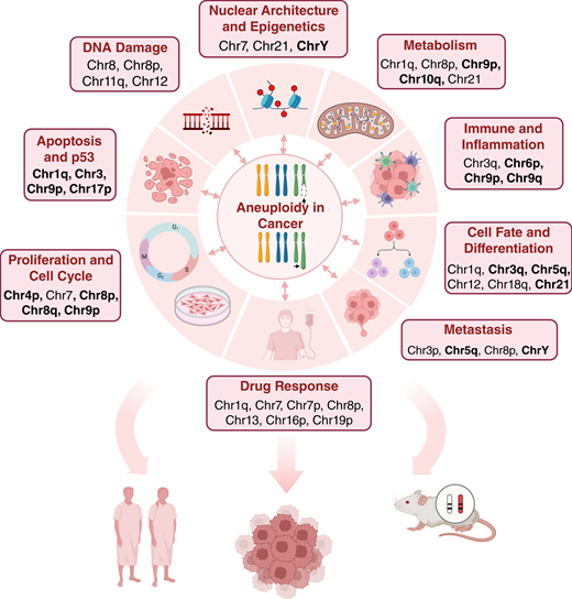 Patterns of Aneuploidy and Signaling Consequences in Cancer | Cancer ...