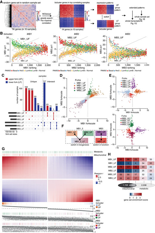 Multistate Gene Cluster Switches Determine the Adaptive Mitochondrial ...
