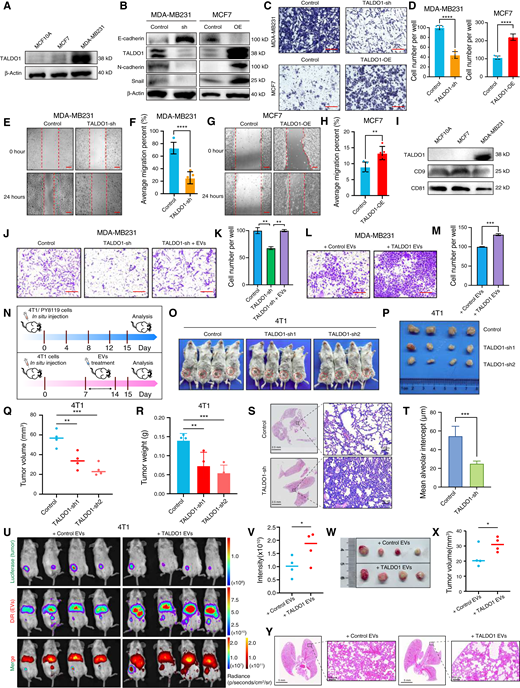 Proteomic Profiling of Serum Extracellular Vesicles Identifies ...