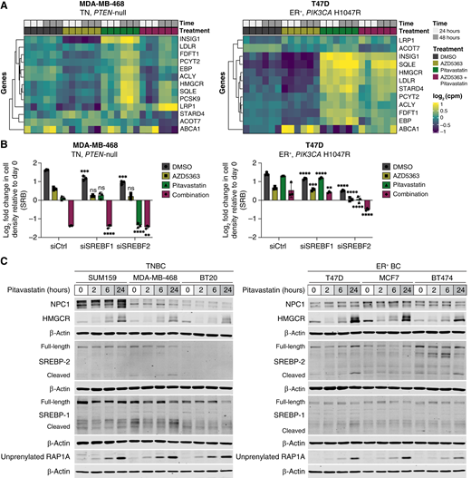 Targeting Cholesterol Biosynthesis with Statins Synergizes with AKT ...