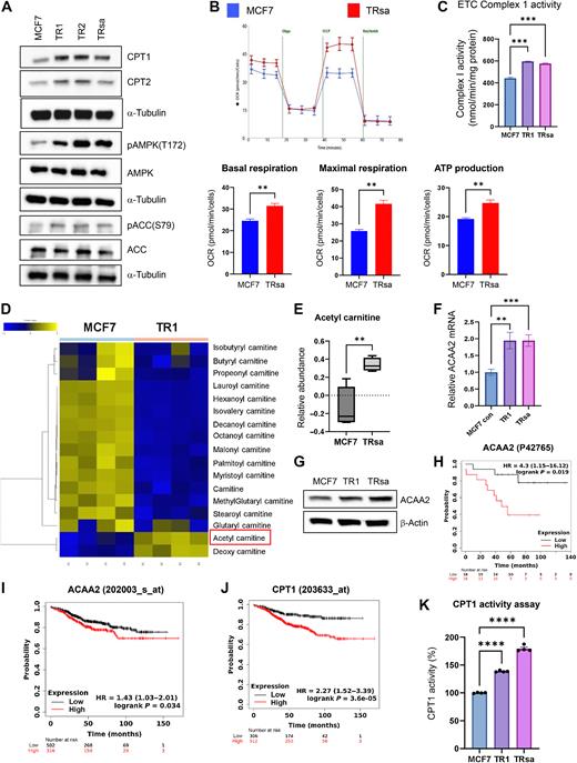 Metabolomic Rewiring Promotes Endocrine Therapy Resistance in Breast ...