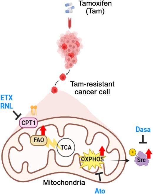 Metabolomic Rewiring Promotes Endocrine Therapy Resistance in Breast ...
