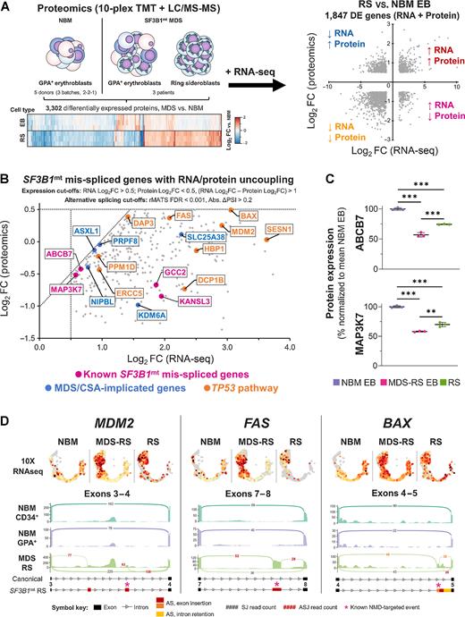 Erythroid Differentiation Enhances RNA Mis-Splicing in SF3B1-Mutant ...