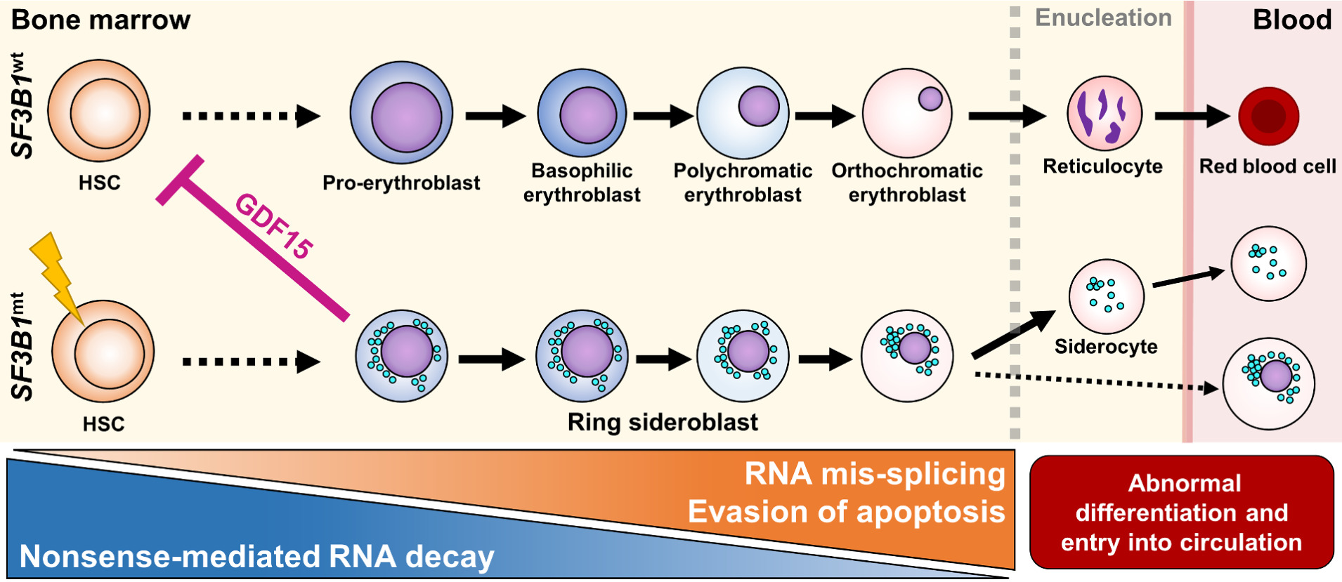 Erythroid Differentiation Enhances RNA Mis-Splicing in SF3B1-Mutant ...