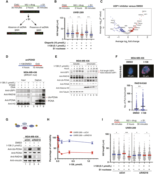 Single-Stranded DNA Gap Accumulation Is a Functional Biomarker for USP1 ...