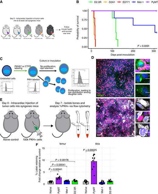 Natural Killer Cell Regulation of Breast Cancer Stem Cells Mediates ...