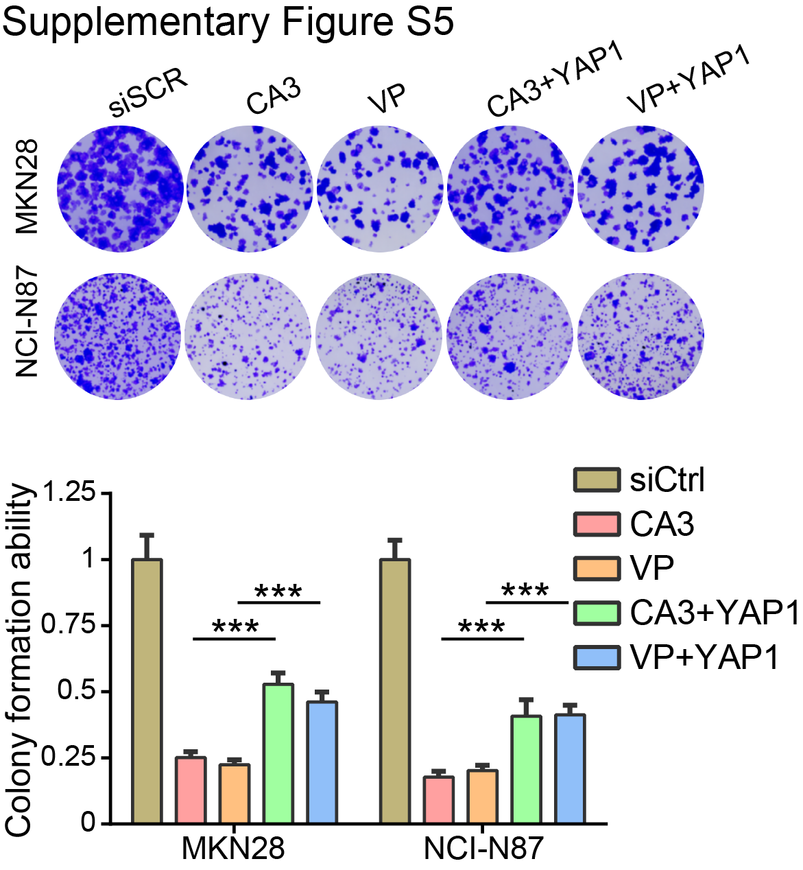 FOXP4 Is a Direct YAP1 Target That Promotes Gastric Cancer Stemness and ...