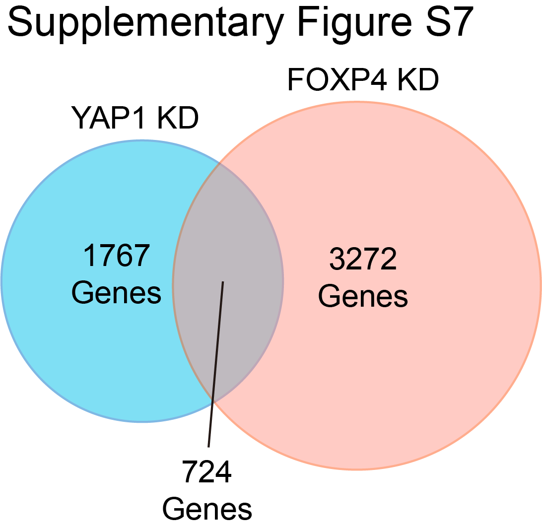 FOXP4 Is a Direct YAP1 Target That Promotes Gastric Cancer Stemness and ...