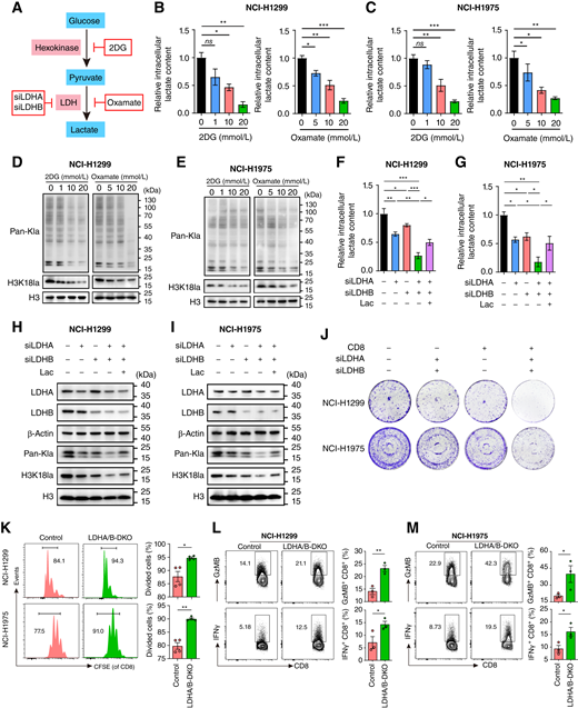 H3K18 Lactylation Potentiates Immune Escape of Non–Small Cell Lung ...