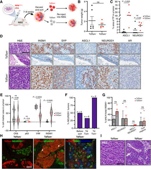 Neuroendocrine Differentiation in Prostate Cancer Requires ASCL1 ...