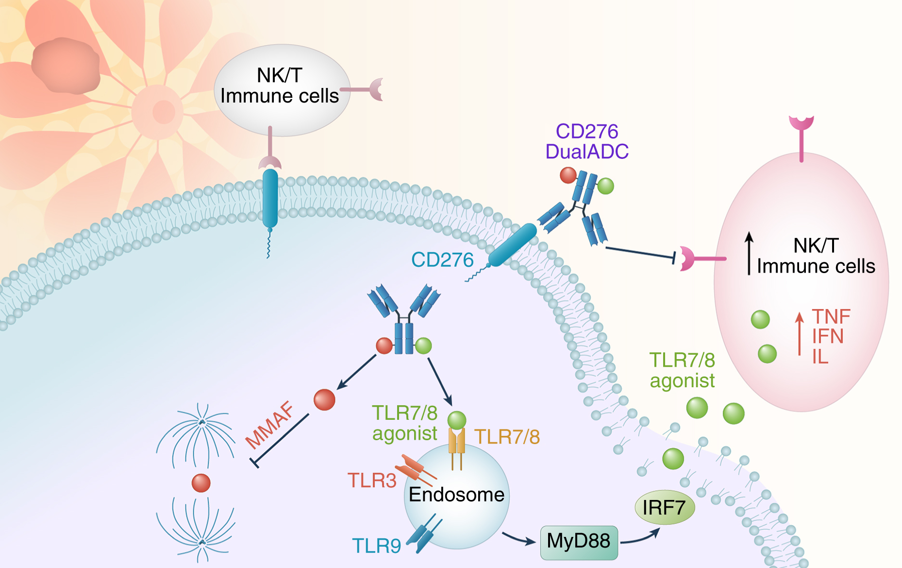 A Dual-Payload Antibody–Drug Conjugate Targeting CD276/B7-H3 Elicits ...