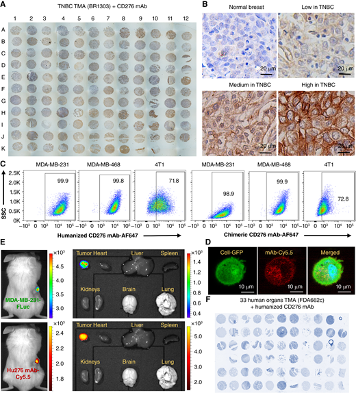 A Dual-Payload Antibody–Drug Conjugate Targeting CD276/B7-H3 Elicits ...