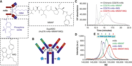 A Dual-Payload Antibody–Drug Conjugate Targeting CD276/B7-H3 Elicits ...