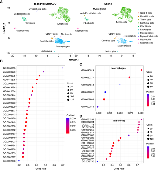 A Dual-Payload Antibody–Drug Conjugate Targeting CD276/B7-H3 Elicits ...
