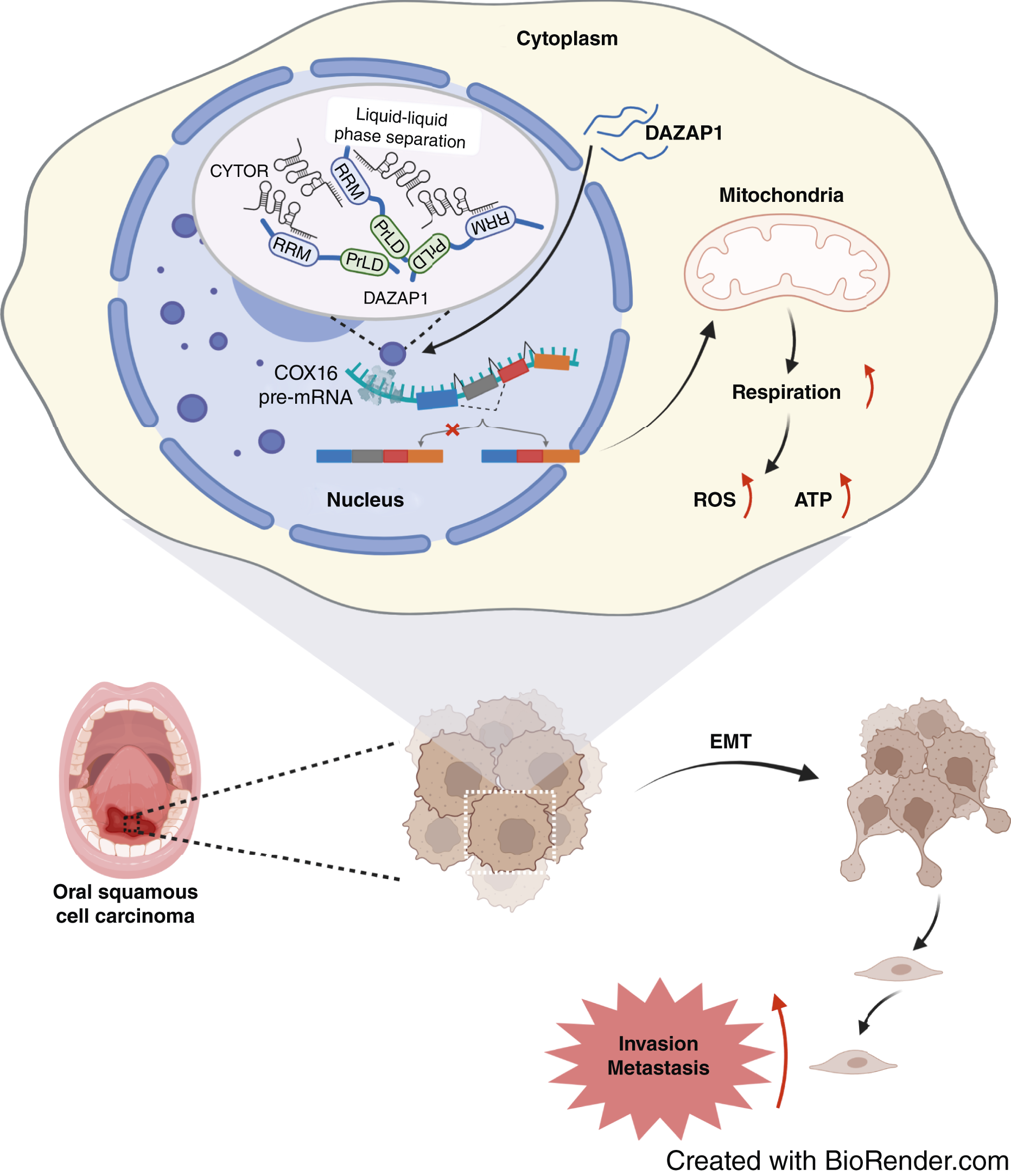DAZAP1 Phase Separation Regulates Mitochondrial Metabolism to ...