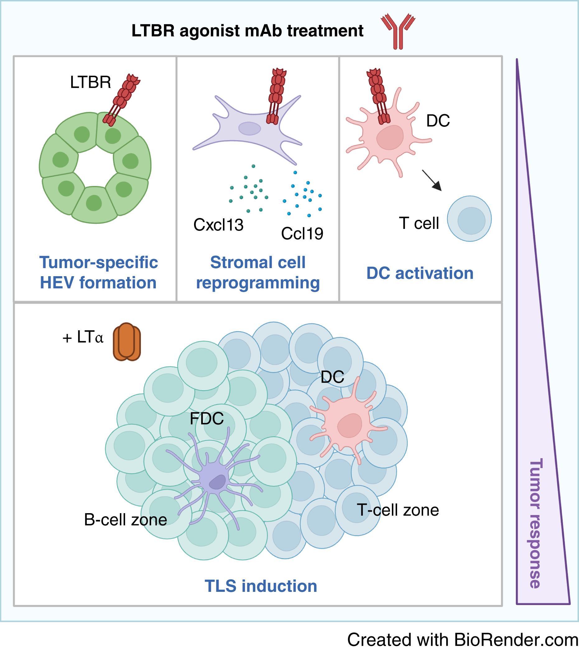 LTβR Agonism Promotes Antitumor Immune Responses via Modulation of the ...