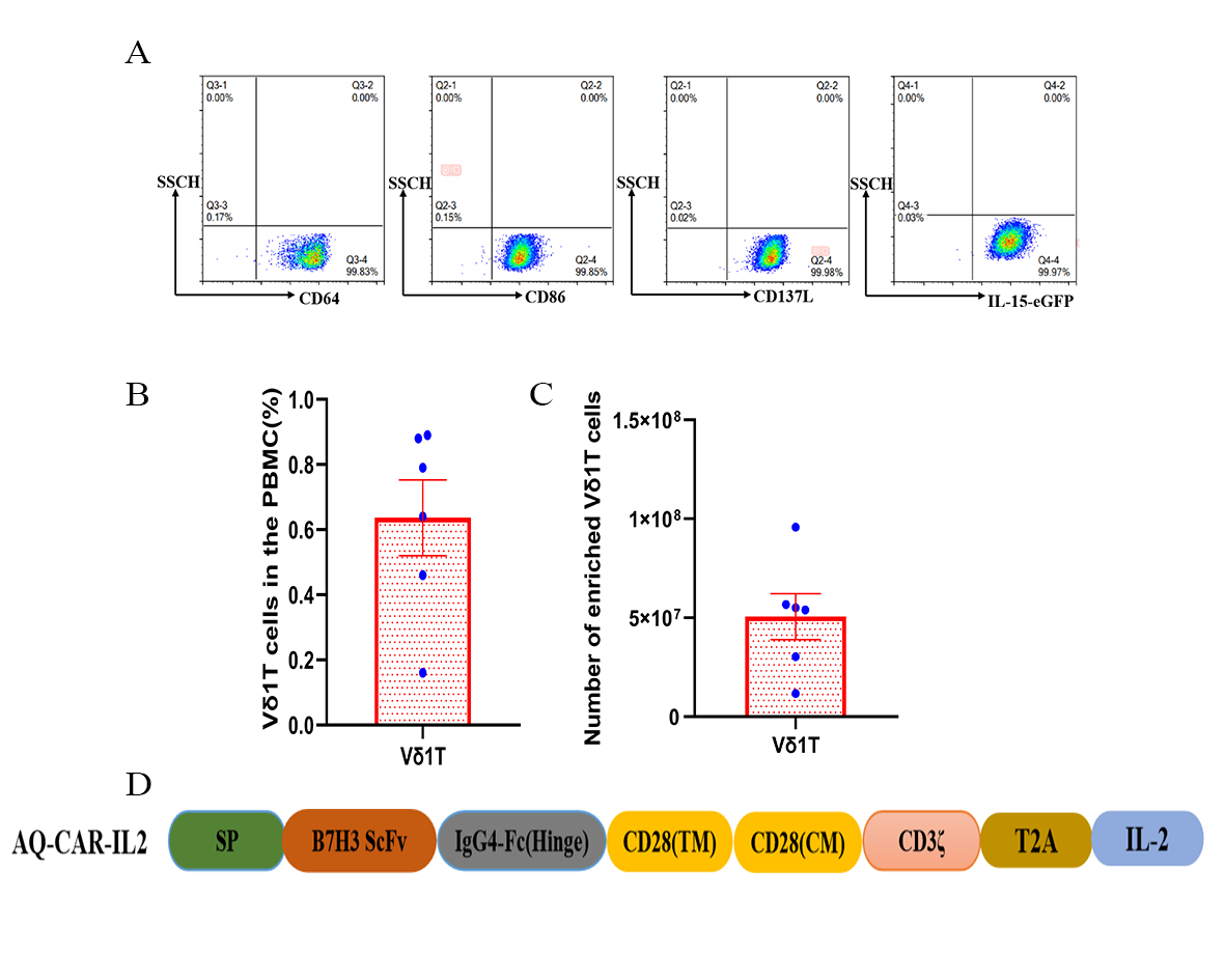 B7-H3–Targeted CAR-Vδ1T Cells Exhibit Potent Broad-Spectrum Activity ...