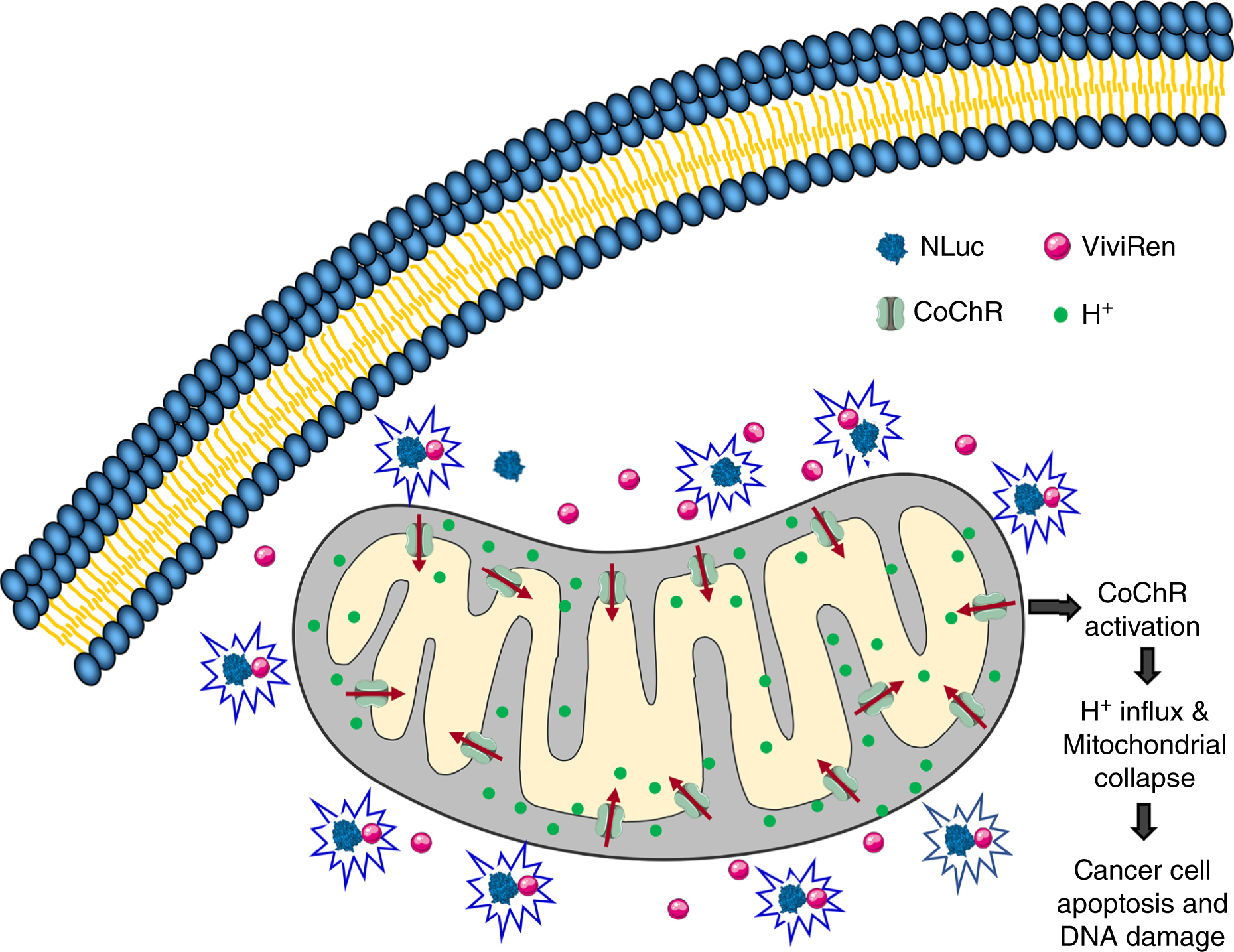Nanoparticle-delivered gene therapy targets mitochondria to fight ...