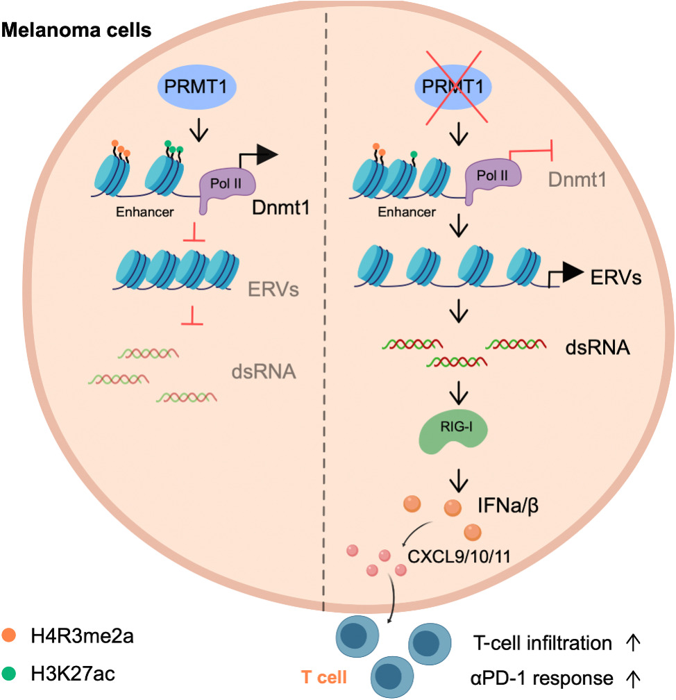 PRMT1 Inhibition Activates the Interferon Pathway to Potentiate ...