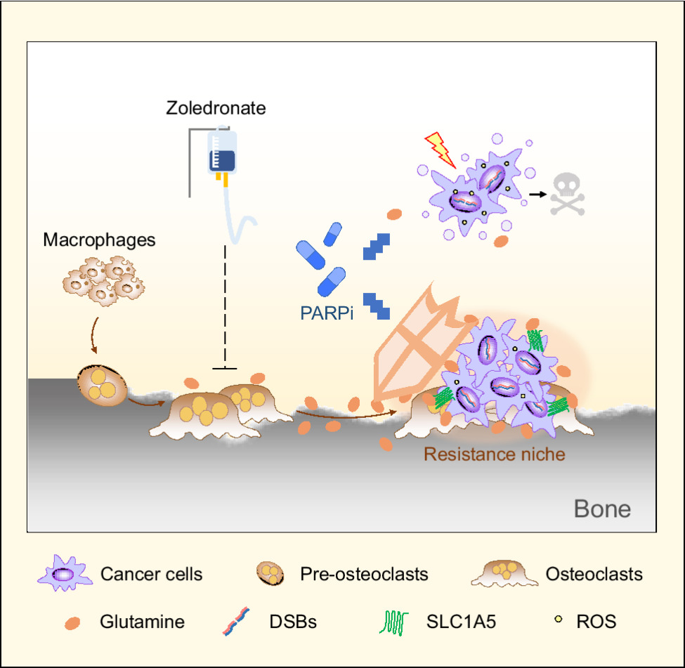 Osteoclast Cancer Cell Metabolic Cross-talk Confers PARP Inhibitor ...