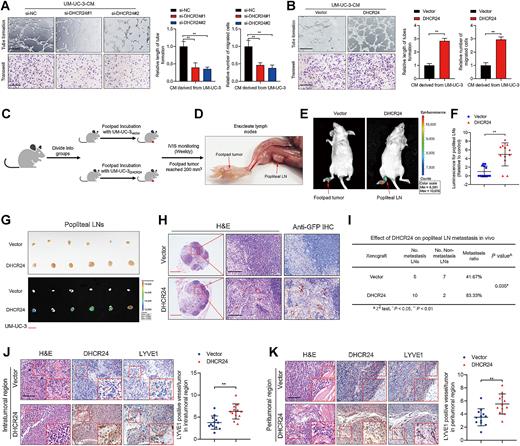 SUMOylation-Driven mRNA Circularization Enhances Translation and ...