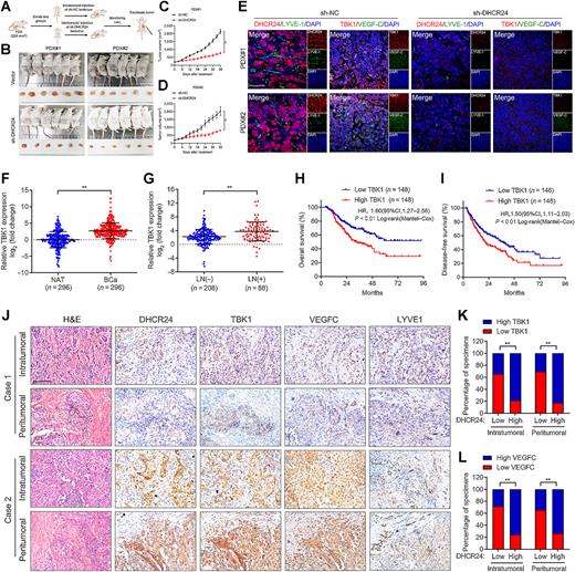 SUMOylation-Driven mRNA Circularization Enhances Translation and ...