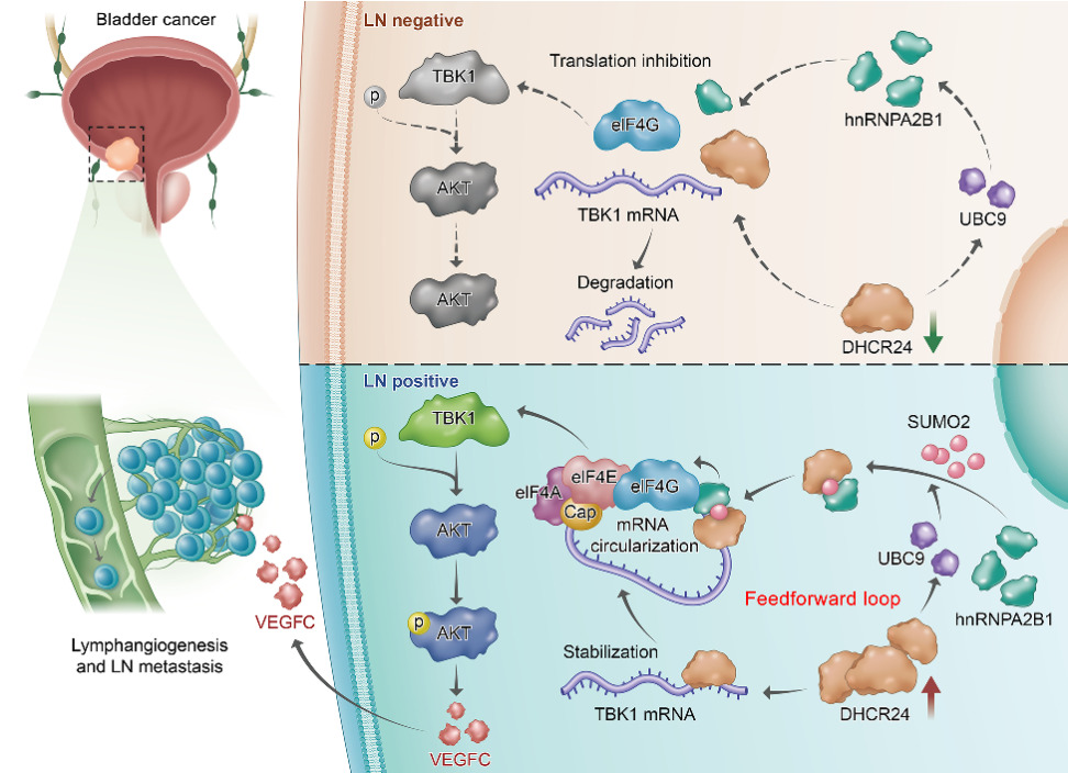 SUMOylation-Driven mRNA Circularization Enhances Translation and ...