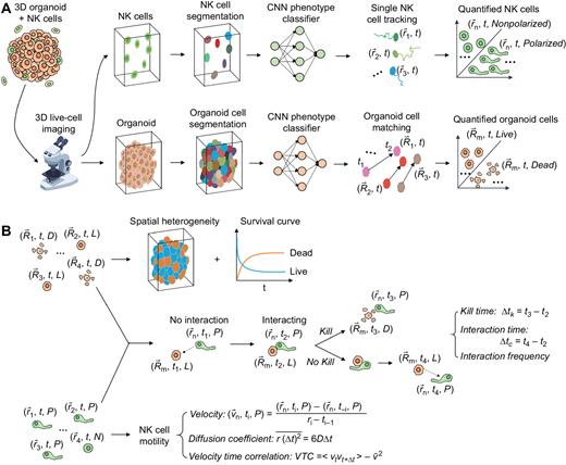 Deep Learning–Based 3D Single-Cell Imaging Analysis Pipeline Enables ...