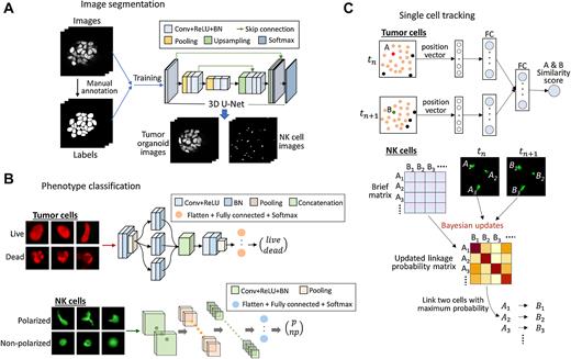 Deep Learning–Based 3D Single-Cell Imaging Analysis Pipeline Enables ...