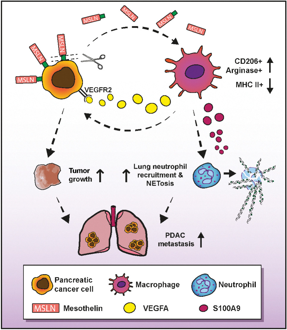 Mesothelin Secretion by Pancreatic Cancer Cells Co-opts Macrophages and ...
