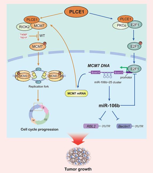 Phospholipase PLCE1 Promotes Transcription and Phosphorylation of MCM7 ...