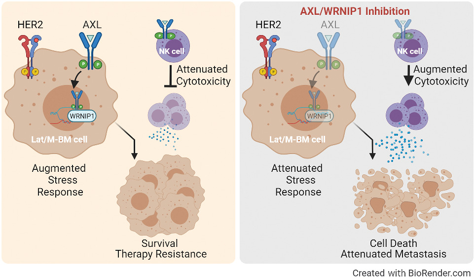 AXL/WRNIP1 Mediates Replication Stress Response and Promotes Therapy ...