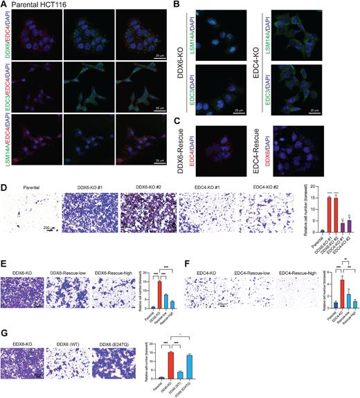 Pooled CRISPR Screening Identifies P-Bodies as Repressors of Cancer ...