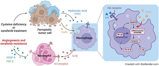 Targeting Ferroptosis-Elicited Inflammation Suppresses Hepatocellular ...