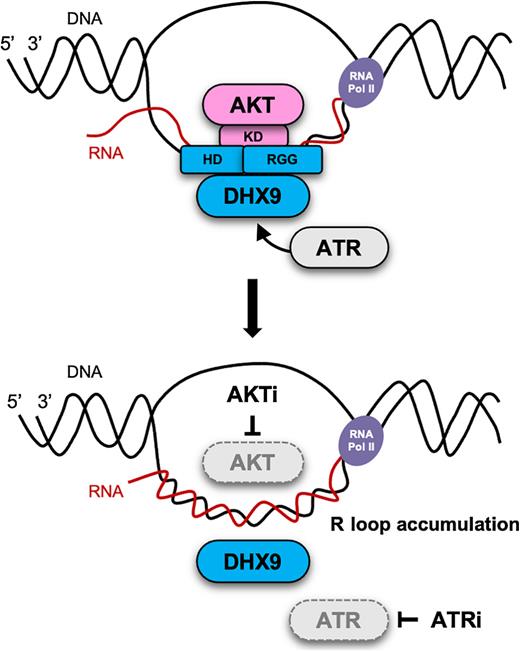 AKT1 interacts with DHX9 to Mitigate R Loop–Induced Replication Stress ...